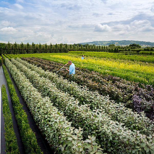 Readyhedge Ltd - Archetech